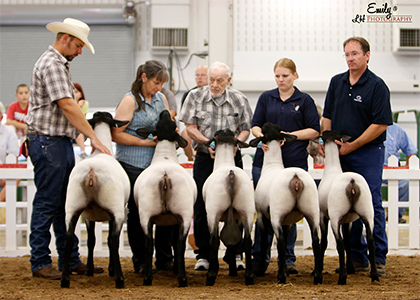 Winners | MacCauley Suffolks