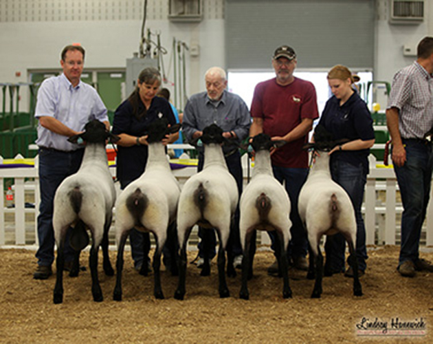 Winners | MacCauley Suffolks