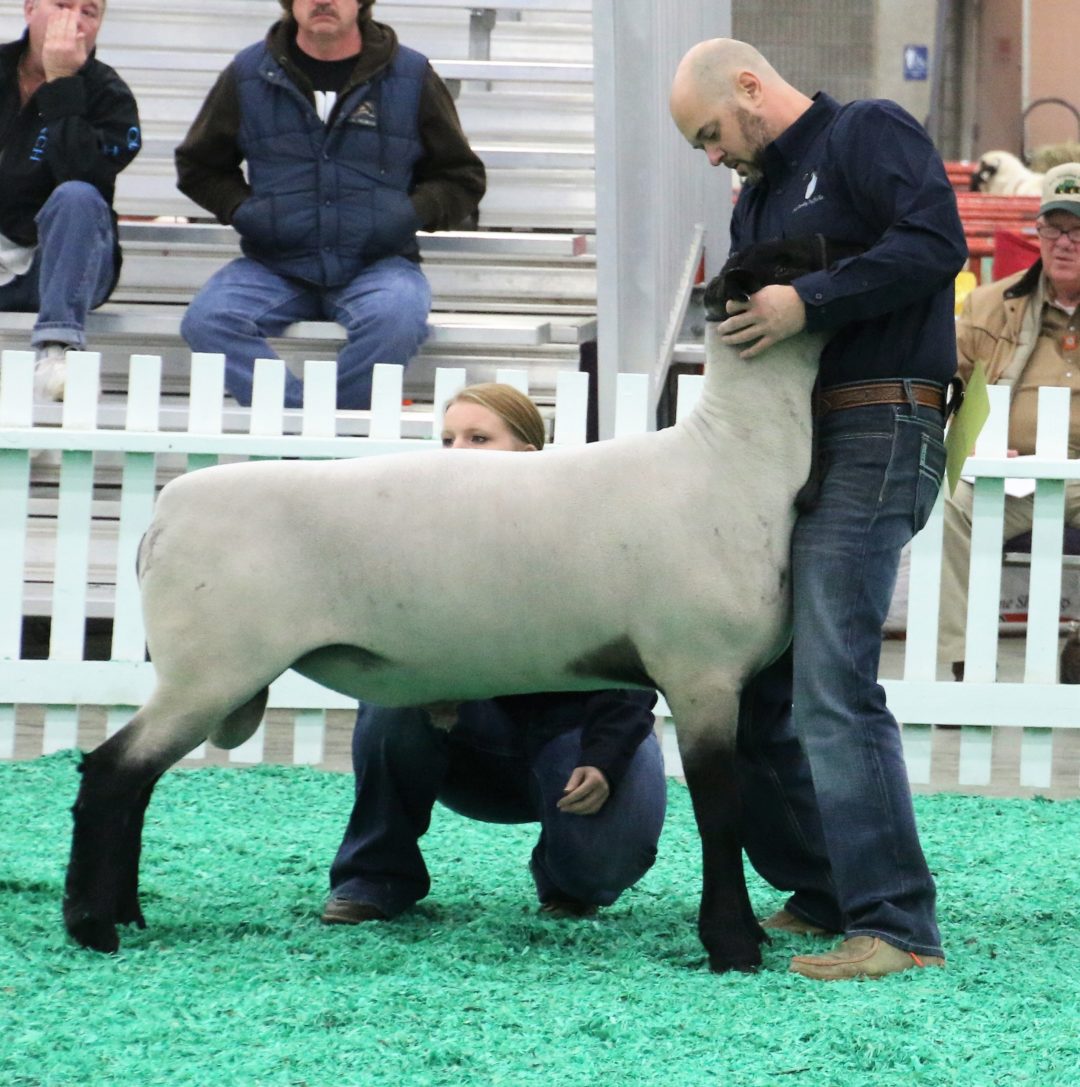 Reference Sires | MacCauley Suffolks