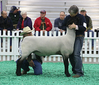 Winners | MacCauley Suffolks