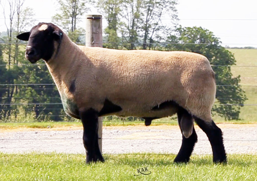 Reference Sires | MacCauley Suffolks